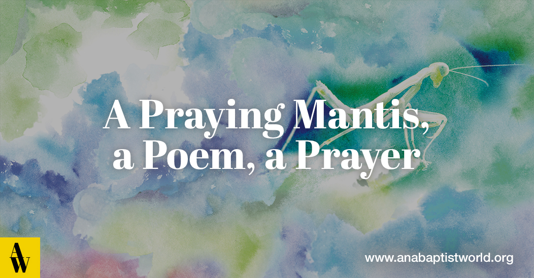 A Praying Mantis, a Poem, a Prayer | Anabaptist World