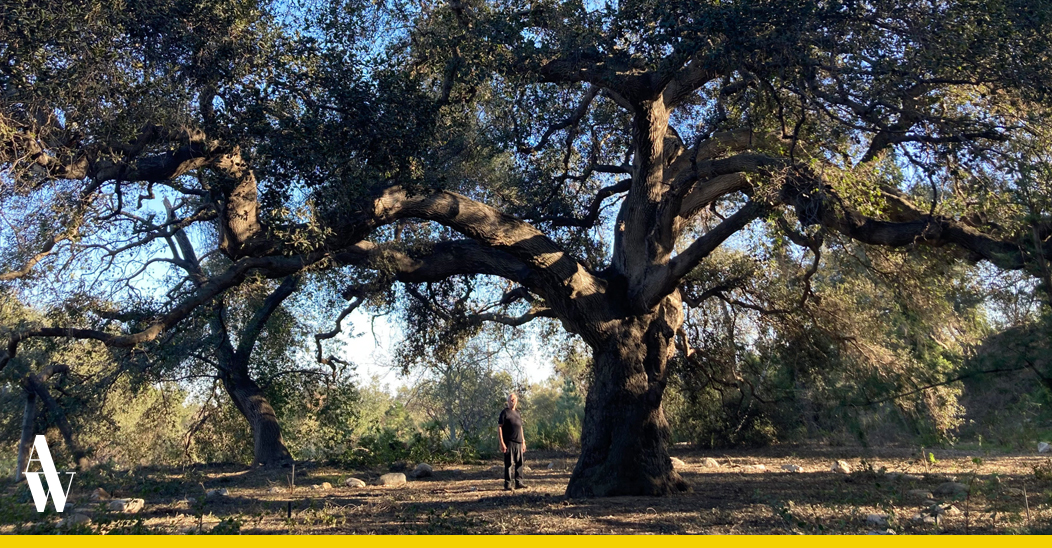 Five things Friday roundup: “Like a tree, planted by the water streams” (Psalm 1) | Anabaptist World