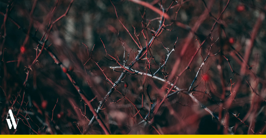 Are we content with our thorns in the flesh? | Anabaptist World